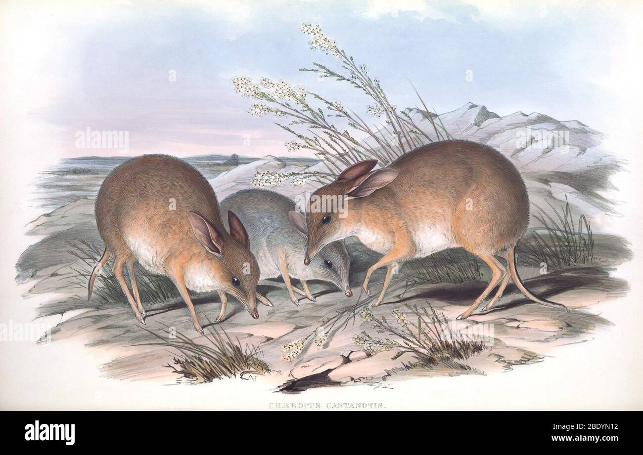 Pig footed bandicoot hi-res stock photography and images - Alamy