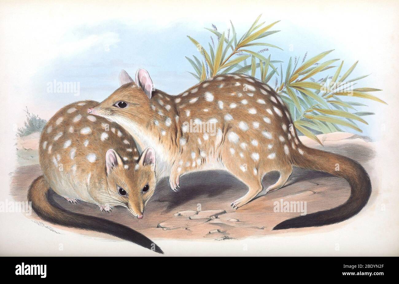 Western Native Cat High Resolution Stock Photography and Images - Alamy