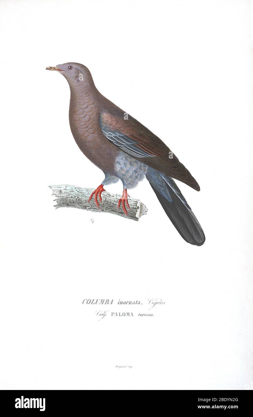 Endemic pigeon hi-res stock photography and images - Alamy