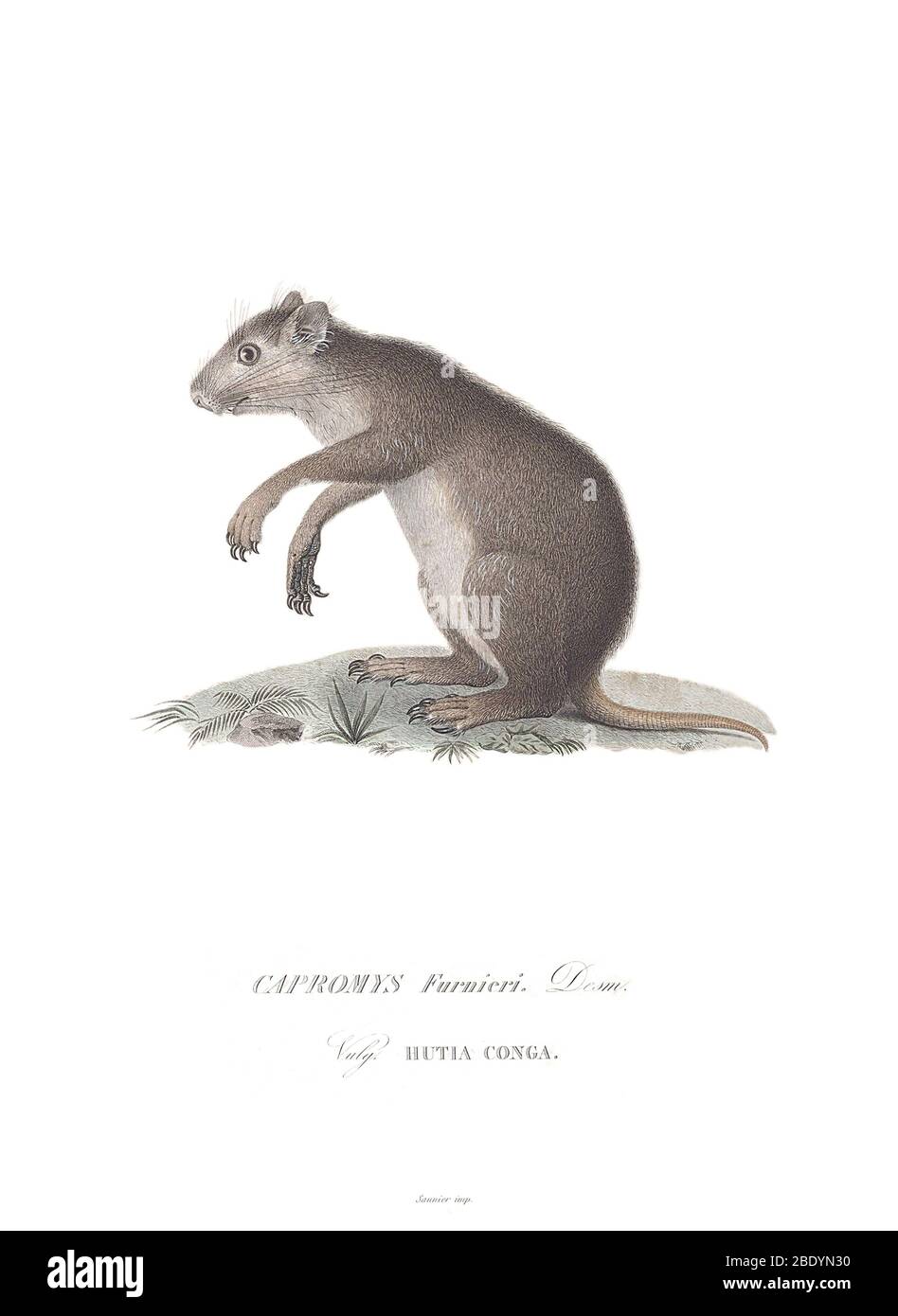 Caribbean rodent Cut Out Stock Images & Pictures - Alamy