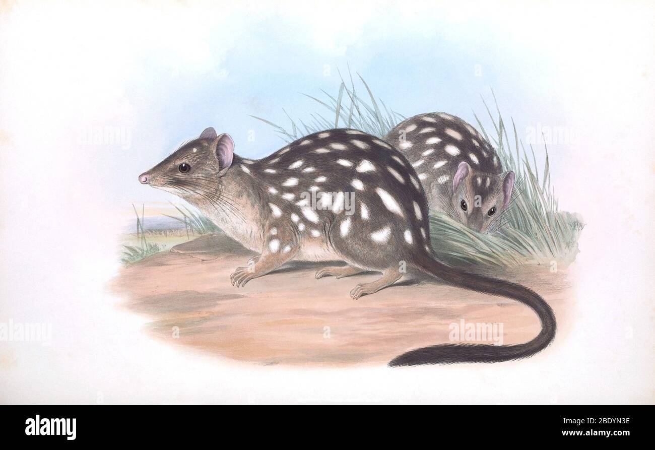 Northern quolls hi-res stock photography and images - Alamy