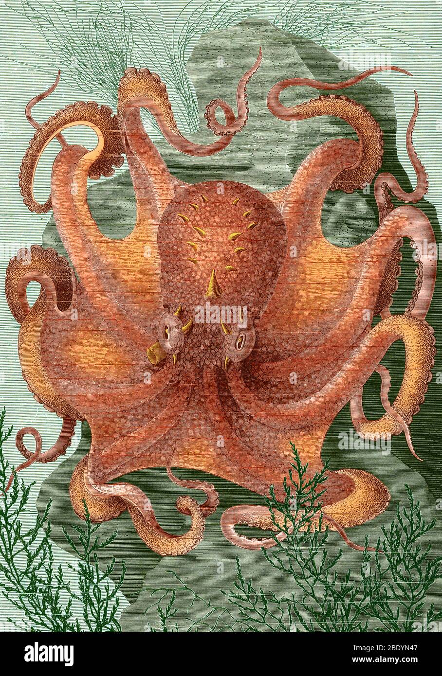 Engraving octopus vulgaris hi-res stock photography and images - Alamy