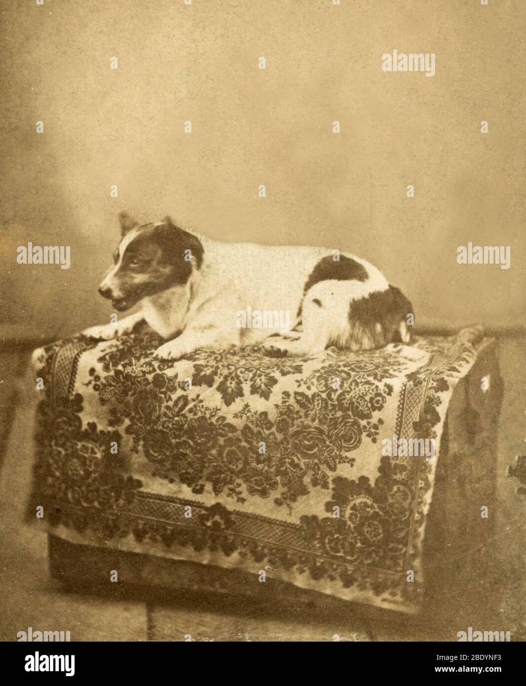 American war dog hi-res stock photography and images - Alamy