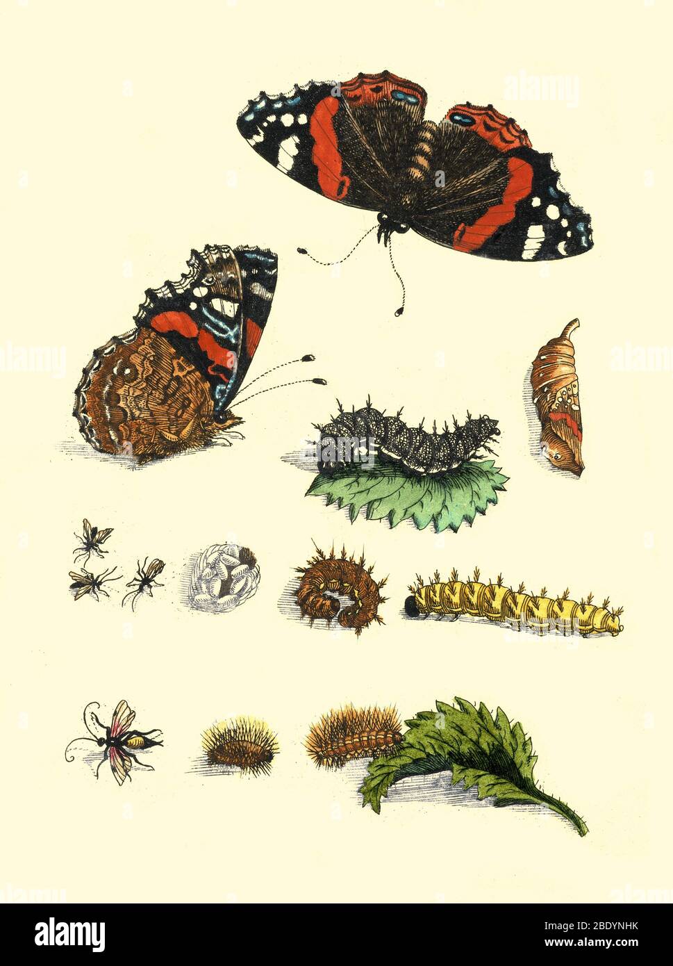 Maria merian insects hi-res stock photography and images - Alamy