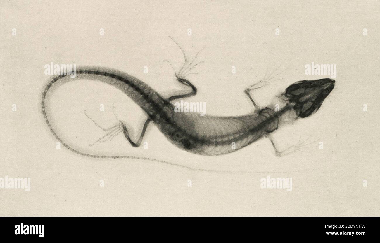 Reptile anatomy hi-res stock photography and images - Alamy