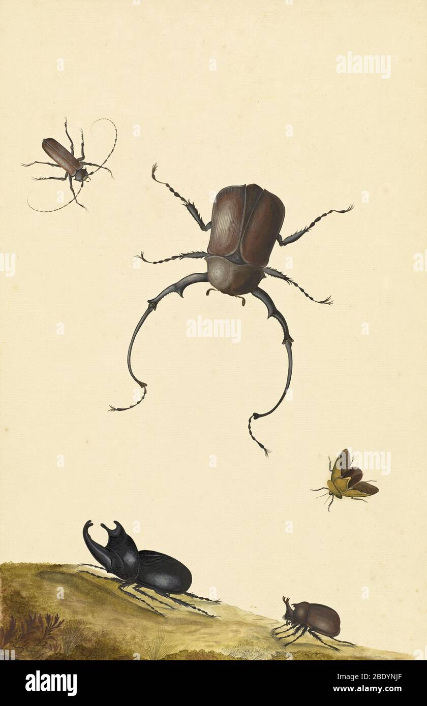 Four Beetles and a Flying Stink Bug Stock Photo - Alamy