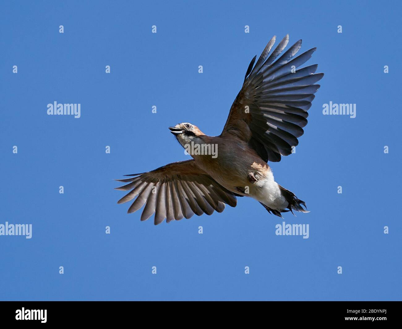 Eurasian jay in flight with blue skies in the background Stock Photo ...