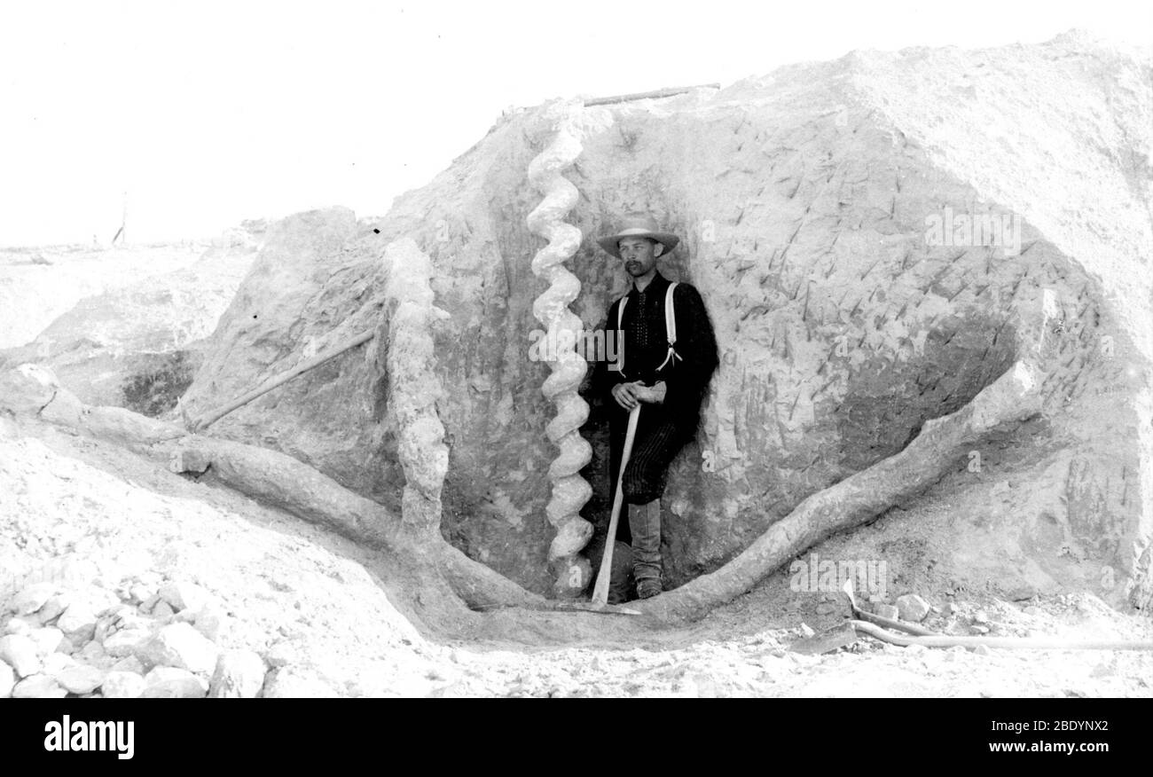 Prehistoric beaver hi-res stock photography and images - Alamy