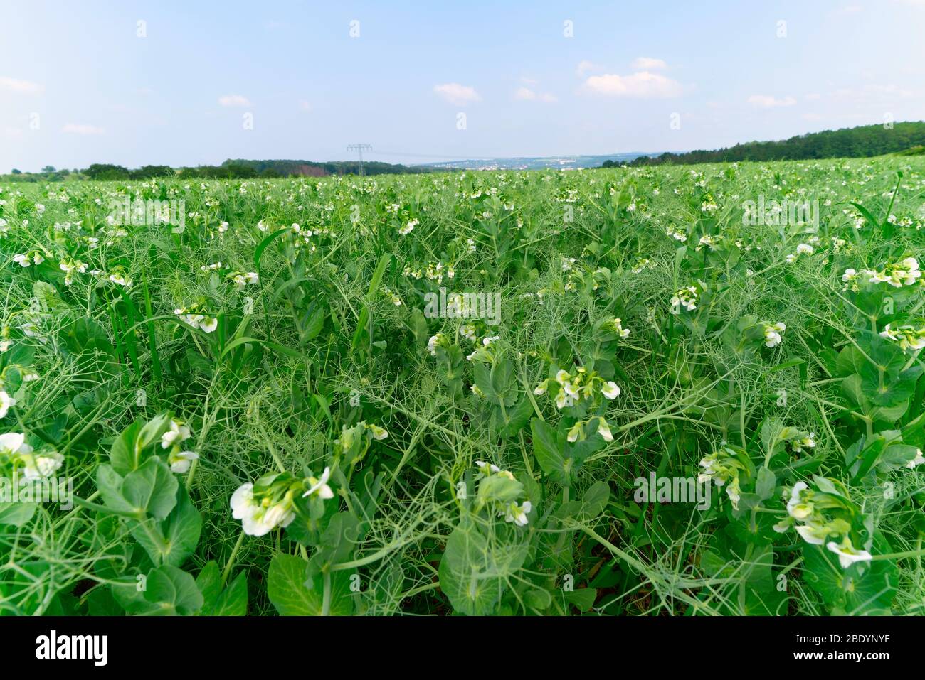 Green field of flowering peas Stock Photo - Alamy