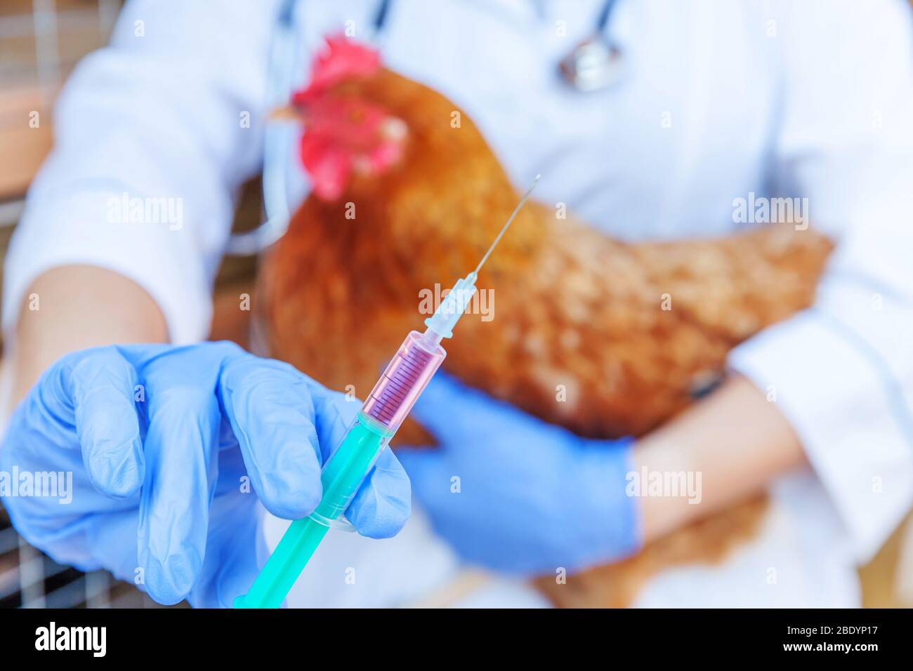Veterinarian woman with syringe holding and injecting chicken on ranch ...