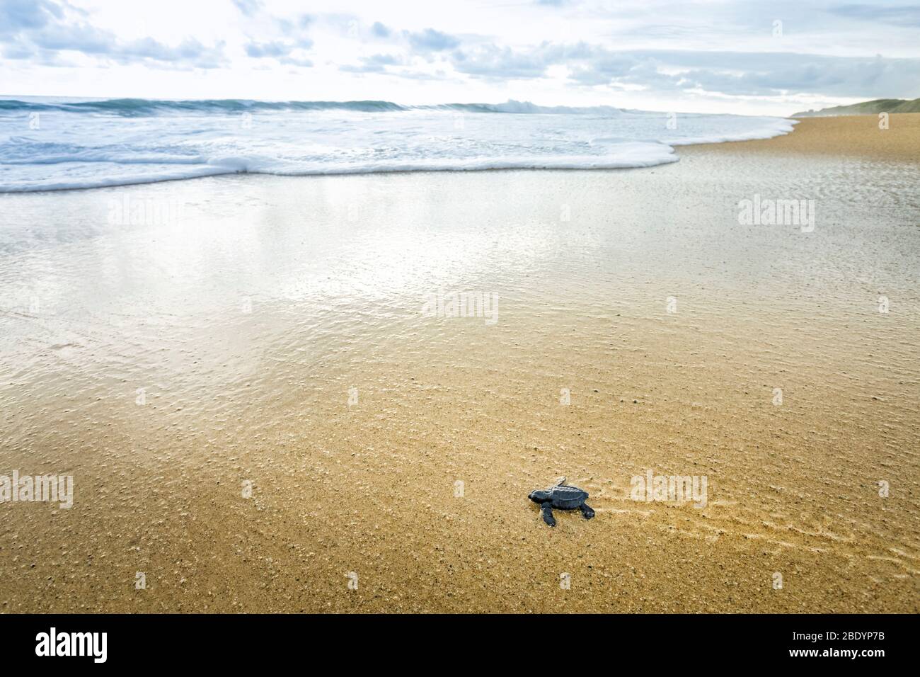 A baby Olive Ridley sea turtle heads out to the Pacific Ocean on the ...