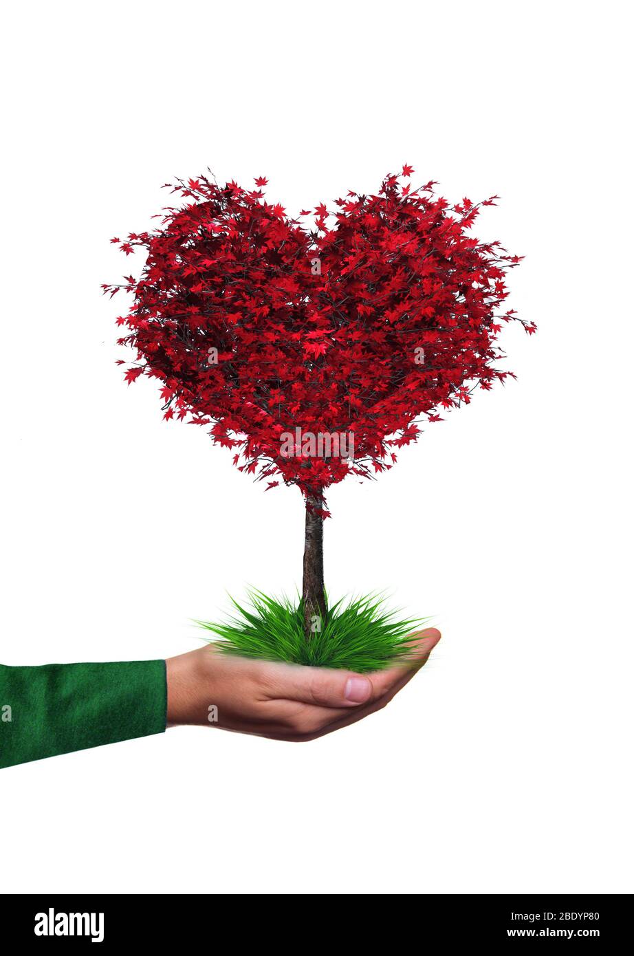 Heart shaped maple tree on a hand Stock Photo - Alamy