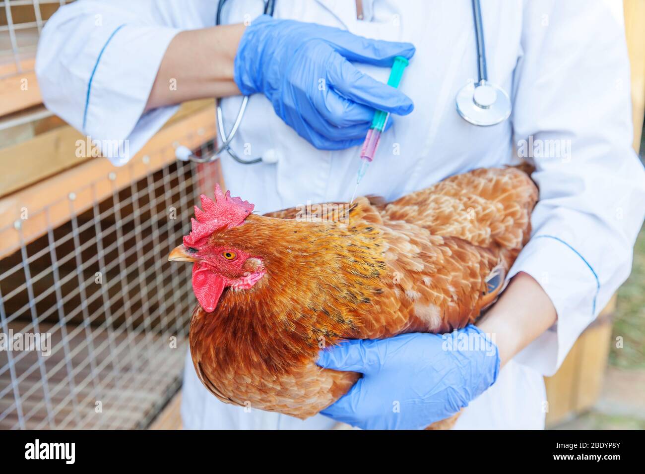 Veterinarian woman with syringe holding and injecting chicken on ranch ...