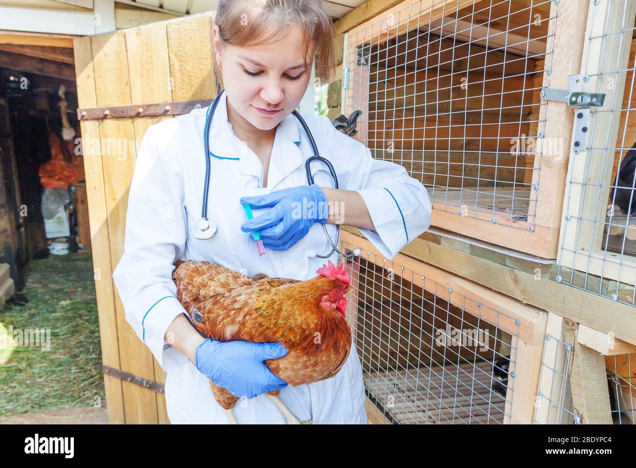 Veterinarian woman with syringe holding and injecting chicken on ranch ...