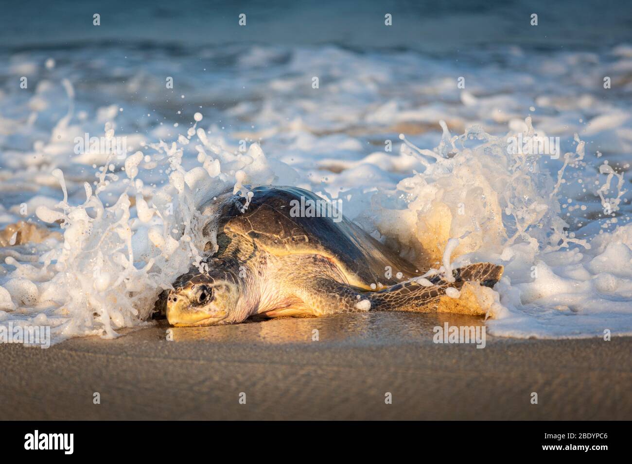 Pacific ridley sea turtle hi-res stock photography and images - Alamy