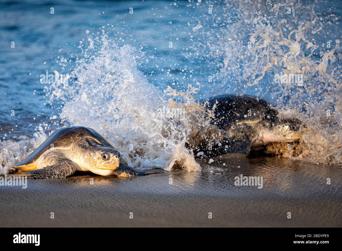 Olive Ridley sea turtles hit by a wave as they come ashore to lay eggs ...