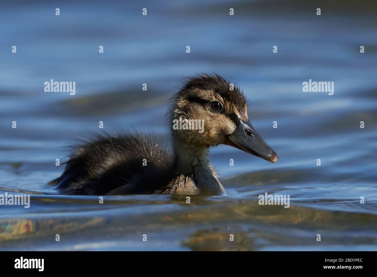Juvenile Mallard in its natural habitat in Denmark Stock Photo - Alamy