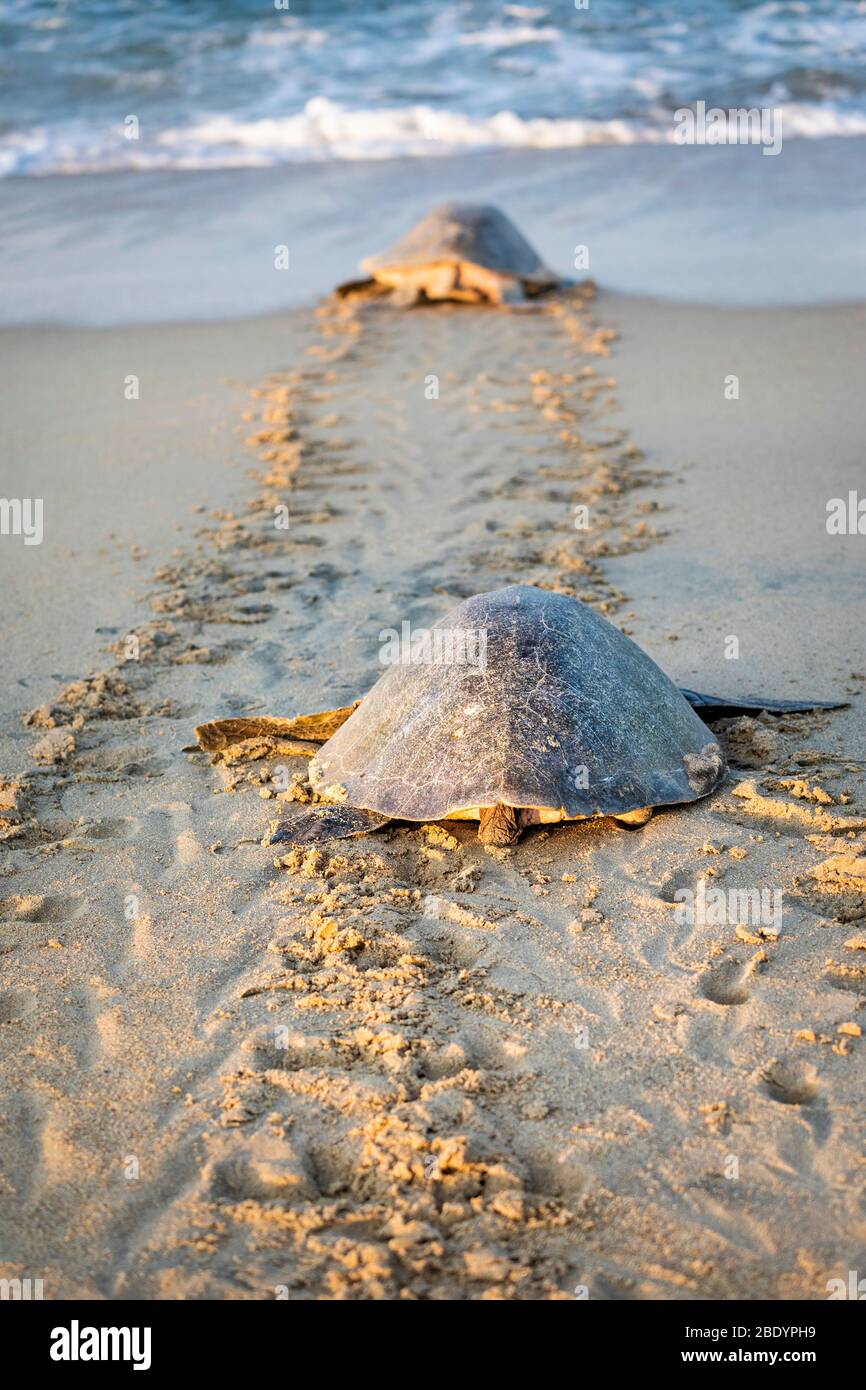 Olive Ridley sea turtles head out to sea from the Ixtapilla Beach in ...