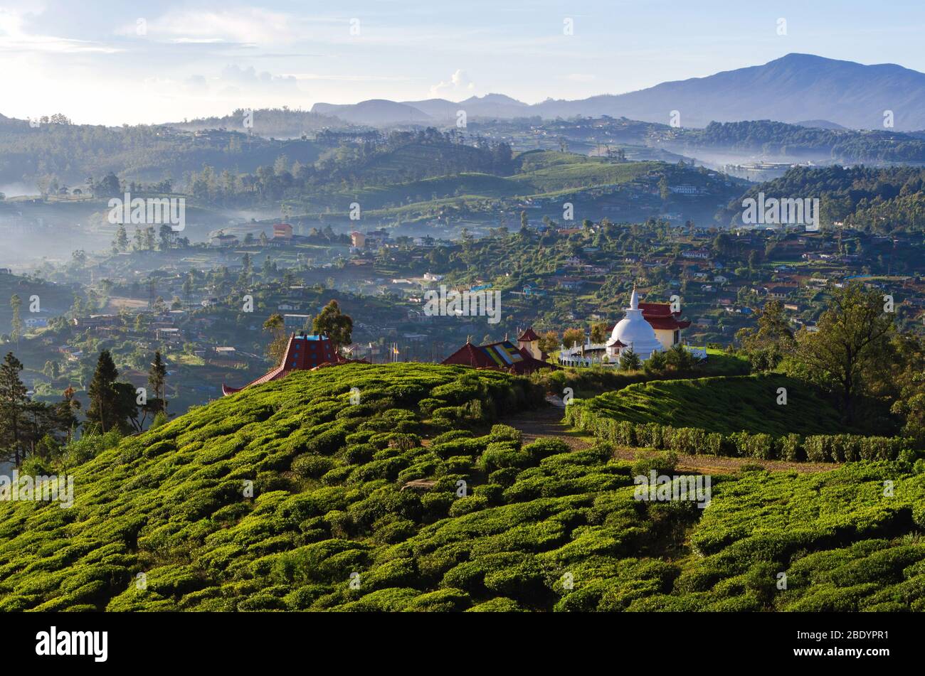 Tea Fields of Sri Lanka, Single tree hill, Nuwara eliya Stock Photo - Alamy