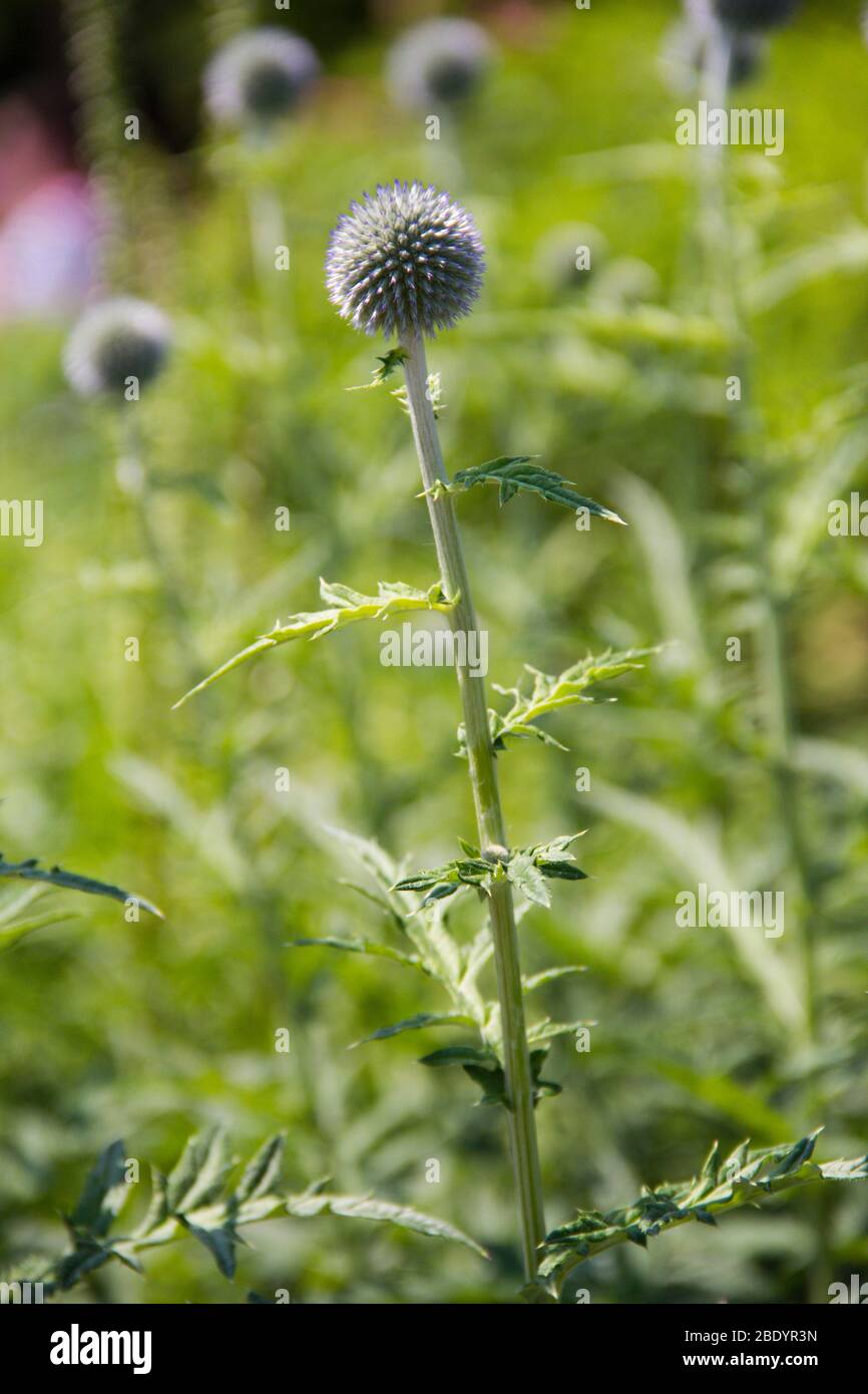 Echinops hi-res stock photography and images - Alamy
