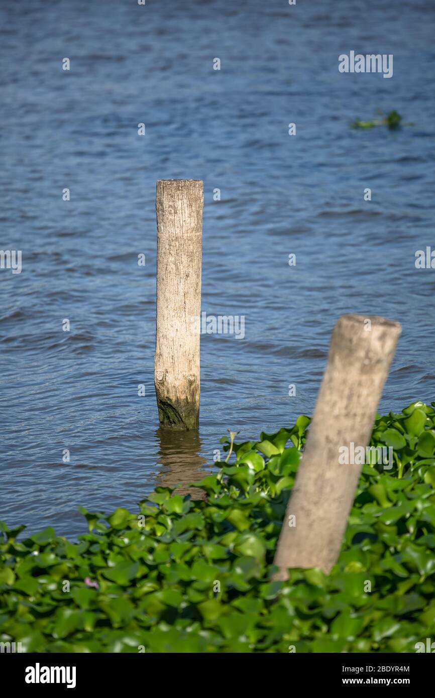 Wood logs floating on water hi-res stock photography and images - Alamy
