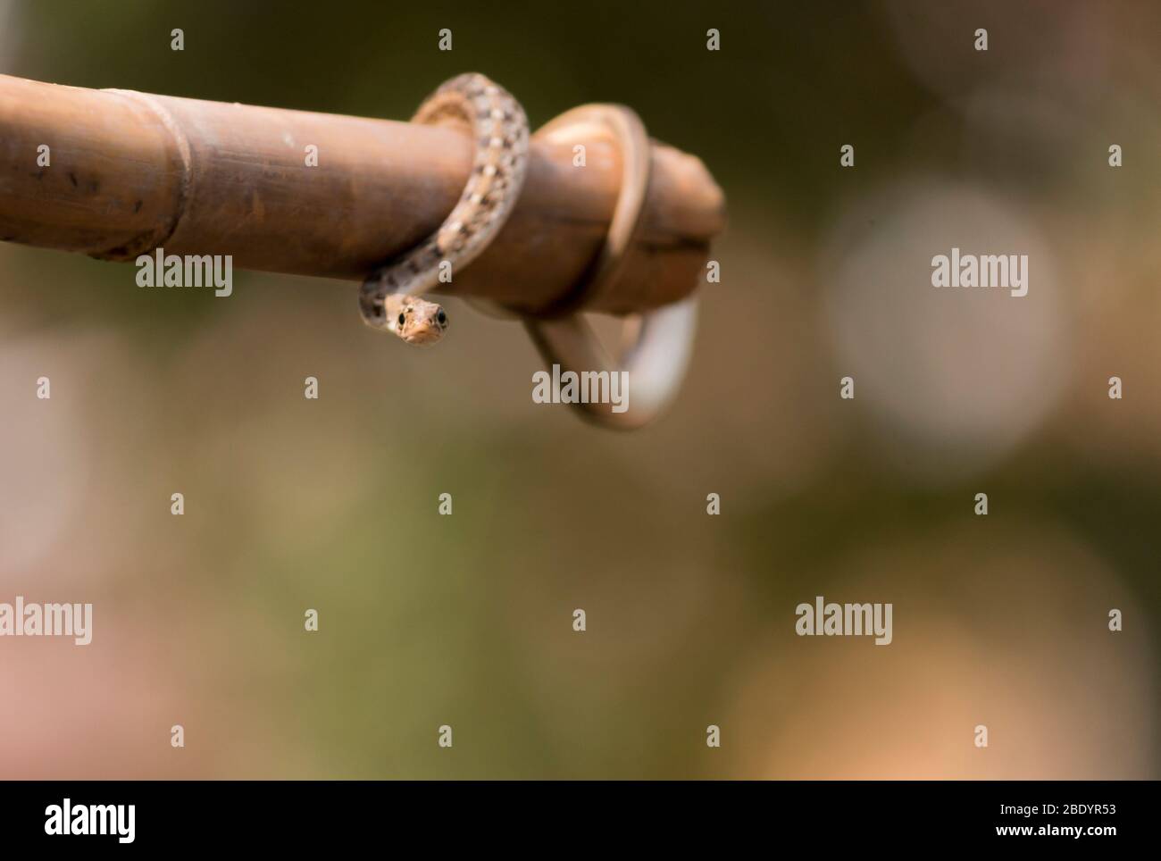 A baby Gopher Snake ( Pituophis lineaticollis ) close up on a bamboo ...
