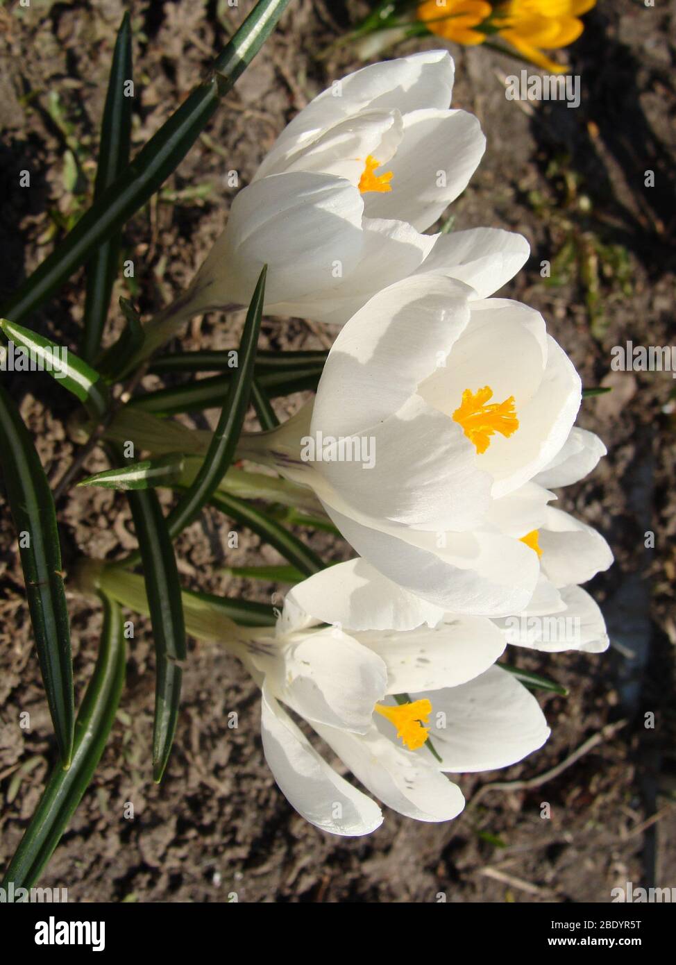 White crocuses growing on the ground in early spring. First spring ...