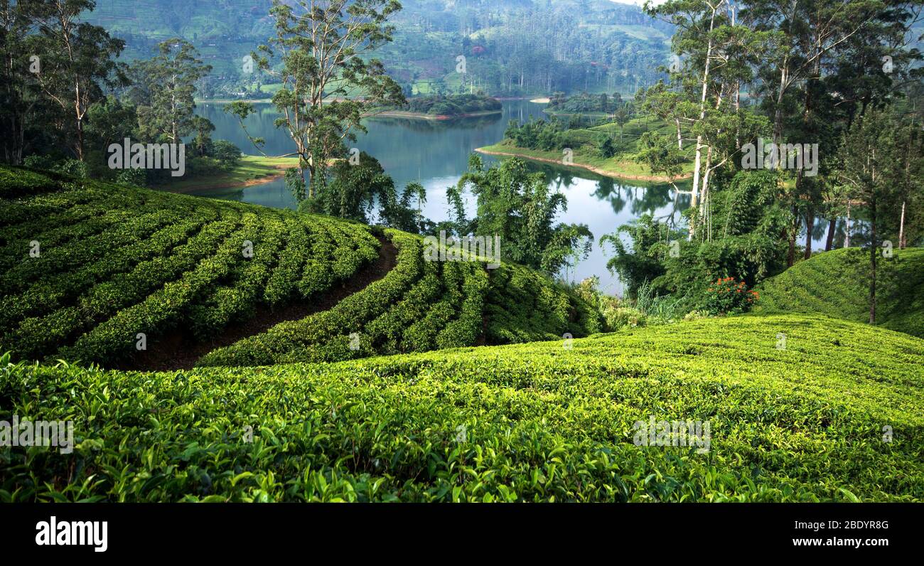 Tea plantations around the Castlereagh reservoir Hatton Sri Lanka Stock ...