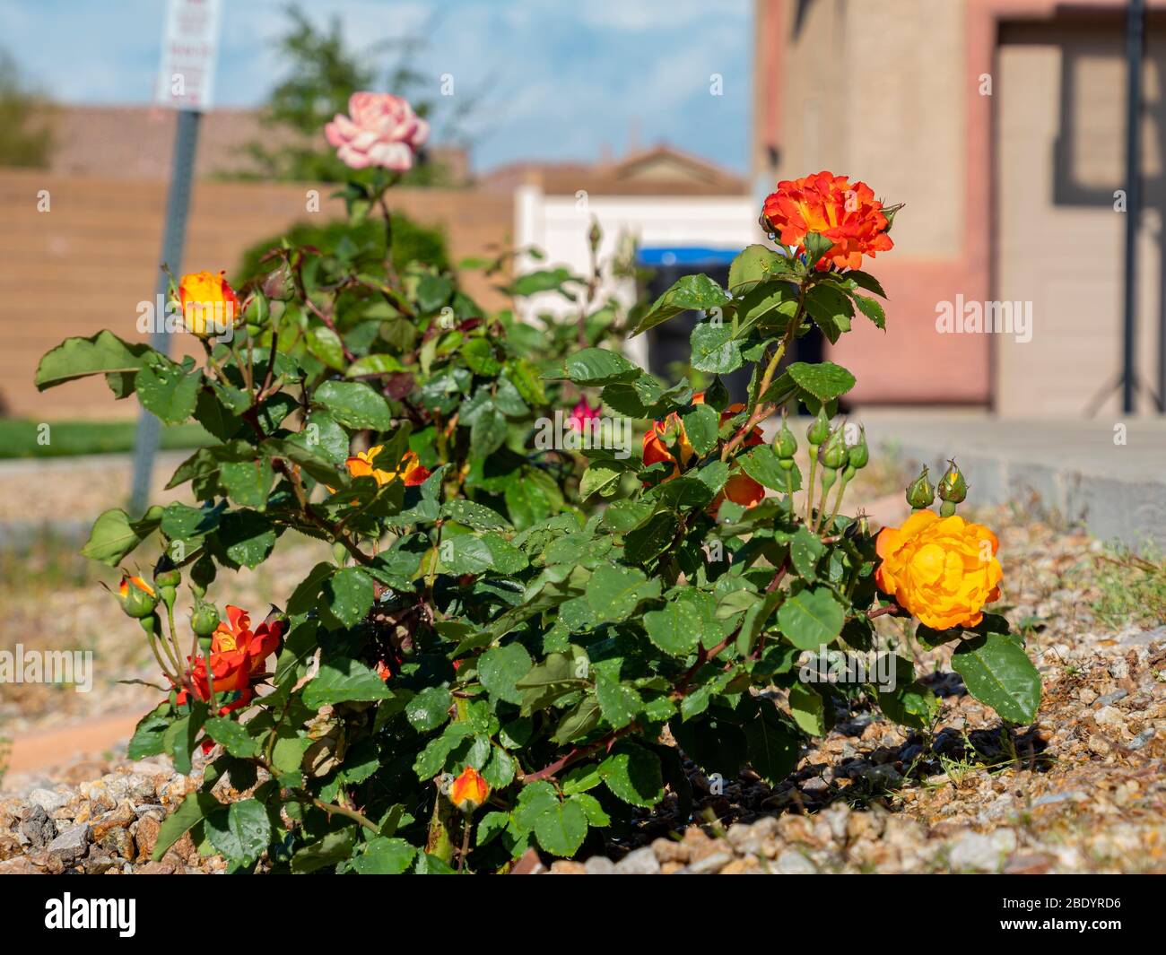 Dichromatic color hi-res stock photography and images - Alamy