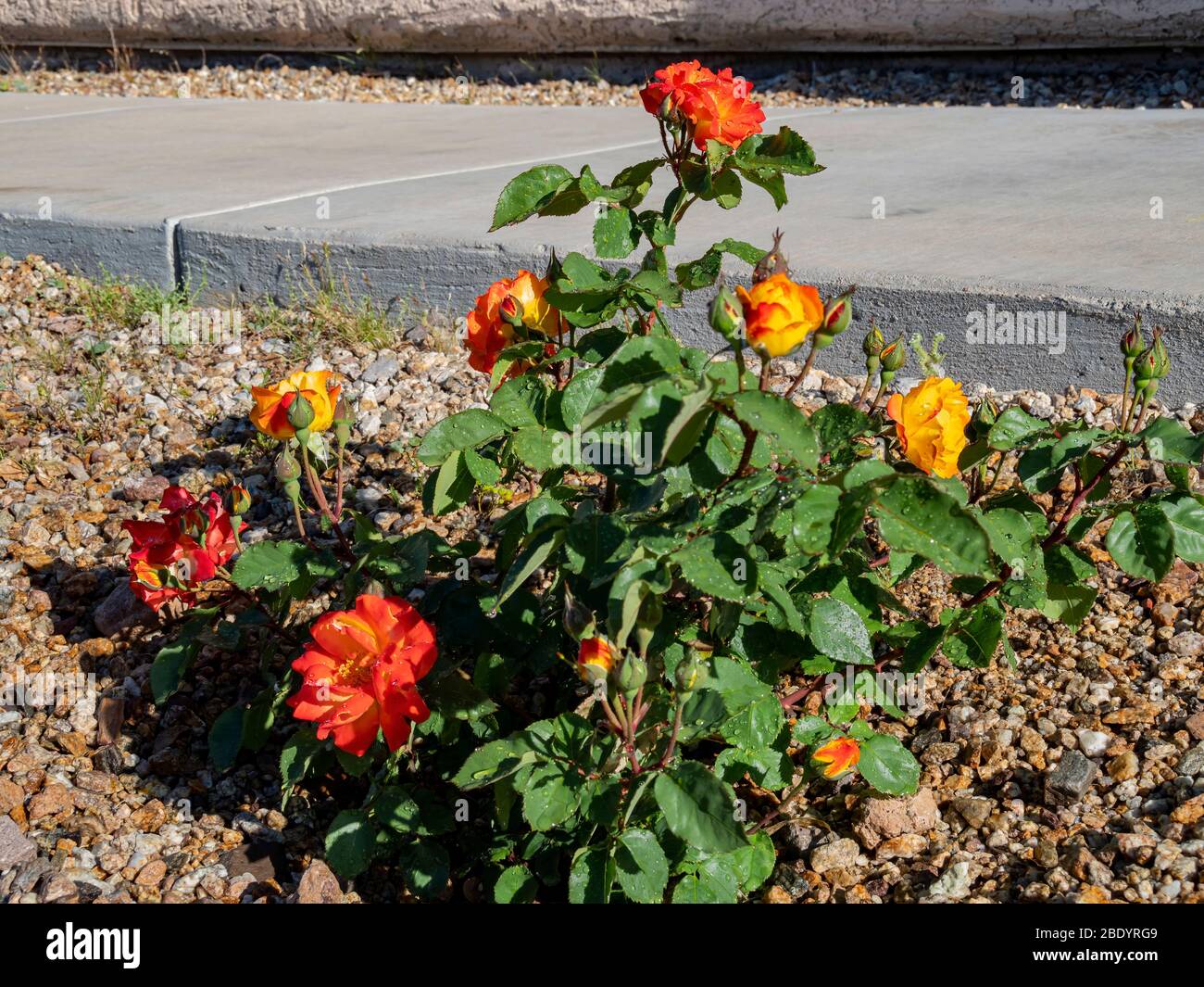 Dichromatic color hi-res stock photography and images - Alamy