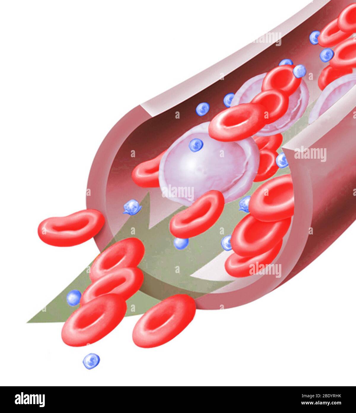 Normal Blood Cells, Illustration Stock Photo - Alamy