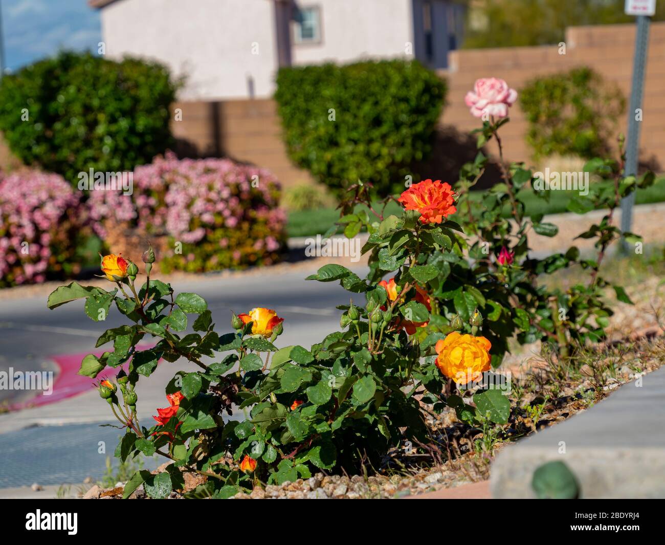 Dichromatic color hi-res stock photography and images - Alamy