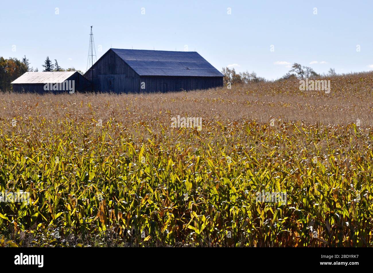 Farm canada ontario corn hi-res stock photography and images - Alamy