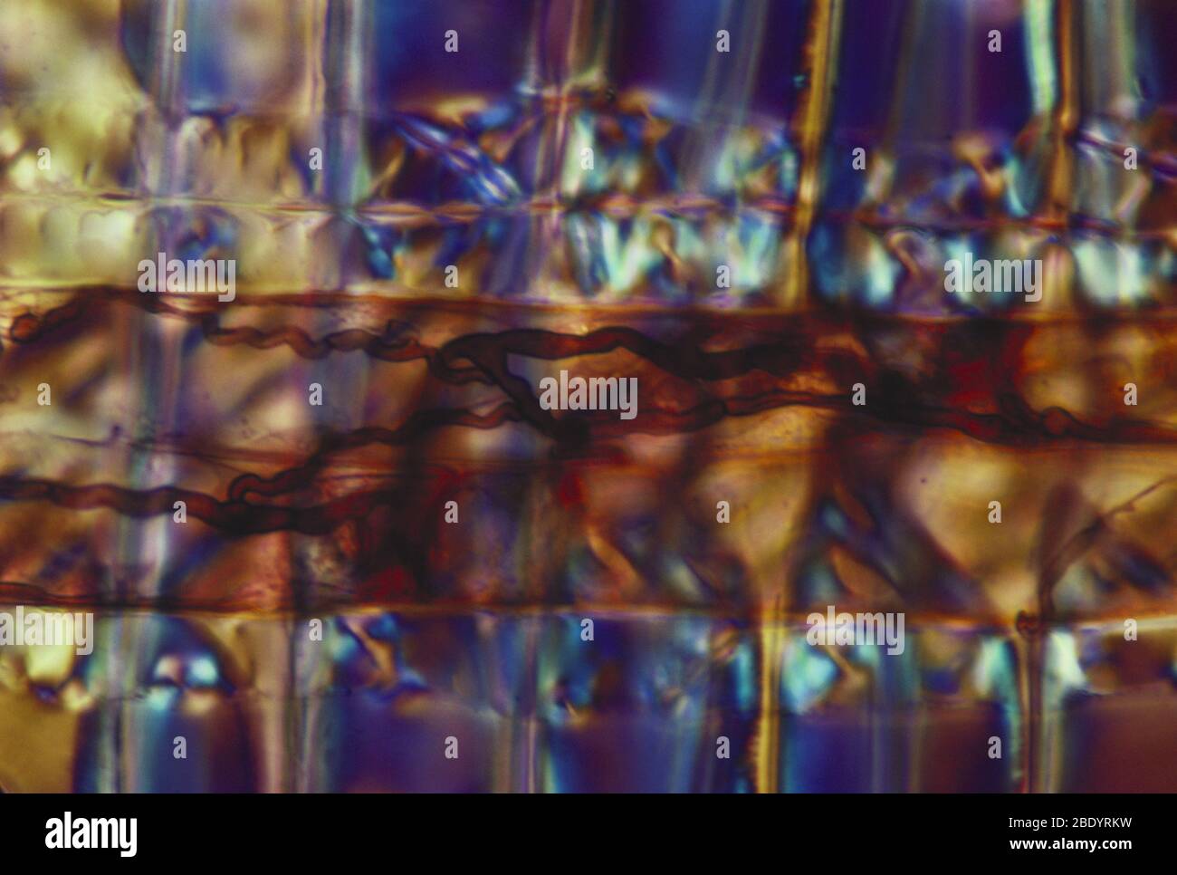 Conífera hi-res stock photography and images - Alamy