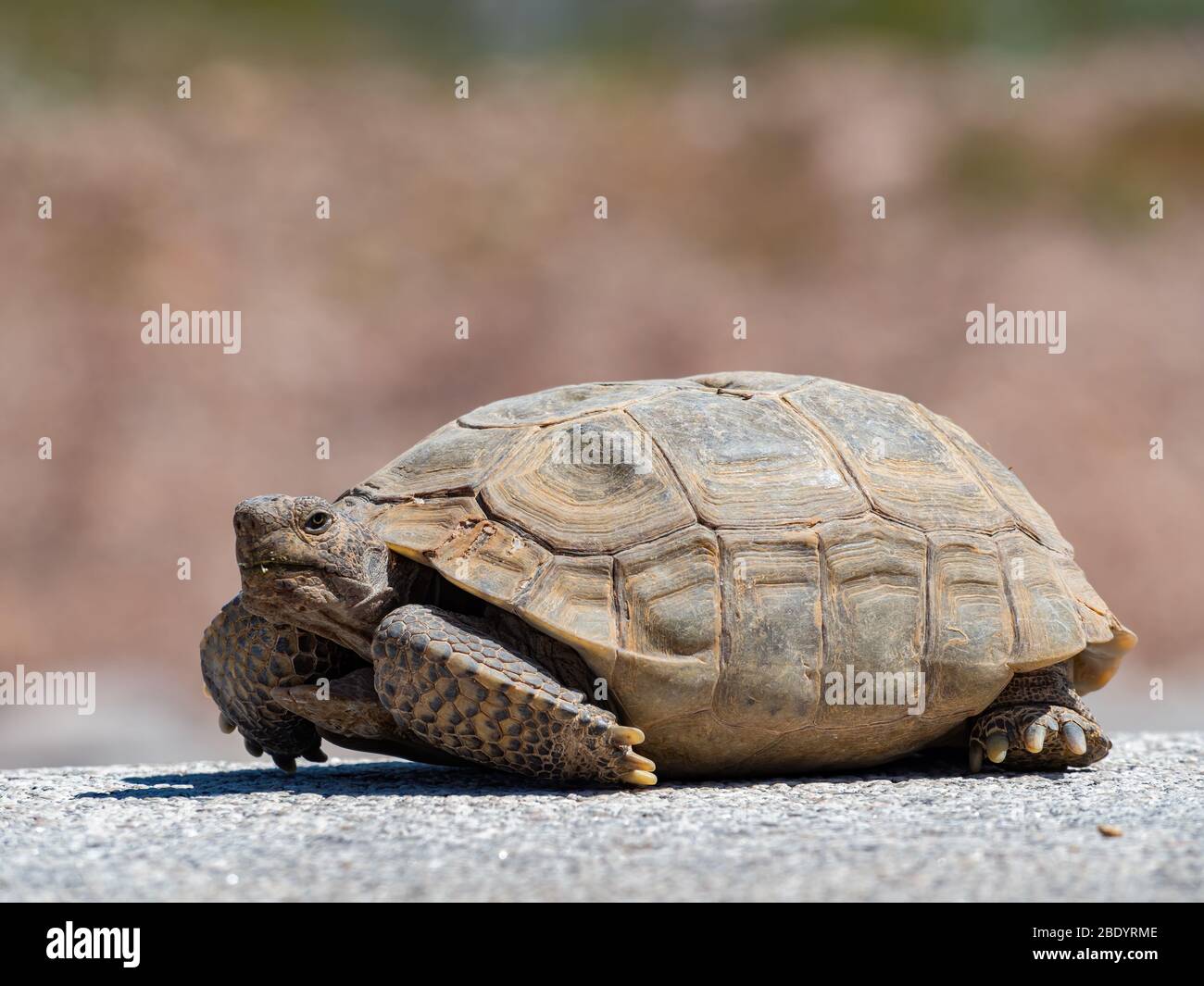 Nevada desert tortoise hi-res stock photography and images - Alamy