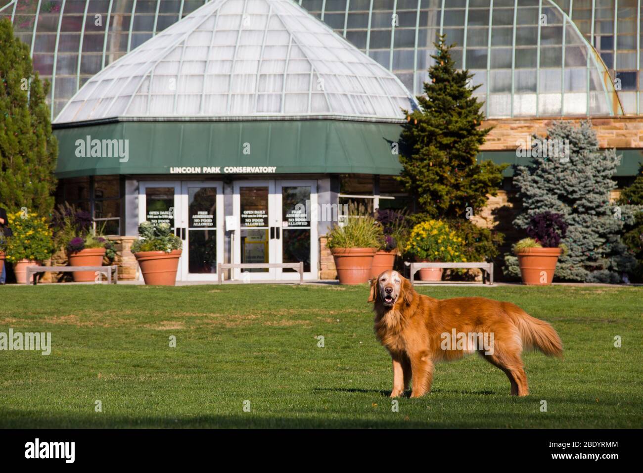 Dog grass hi-res stock photography and images - Alamy