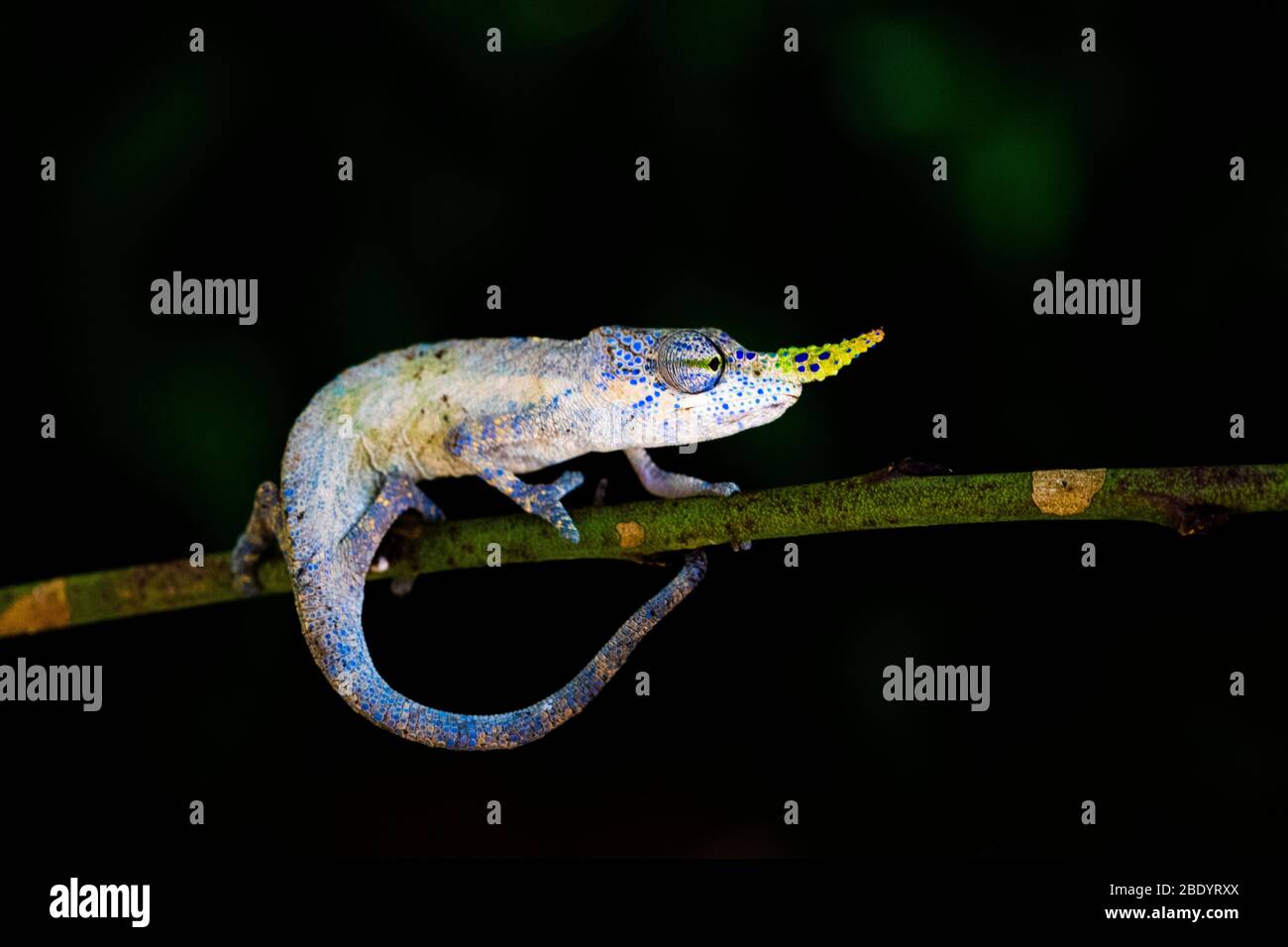Lance-nosed chameleon (Calumma gallus), Madagascar Stock Photo - Alamy