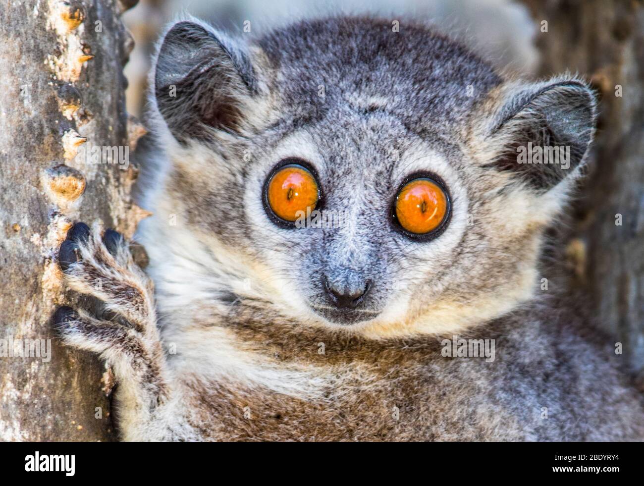 White footed sportive lemur hi-res stock photography and images - Alamy