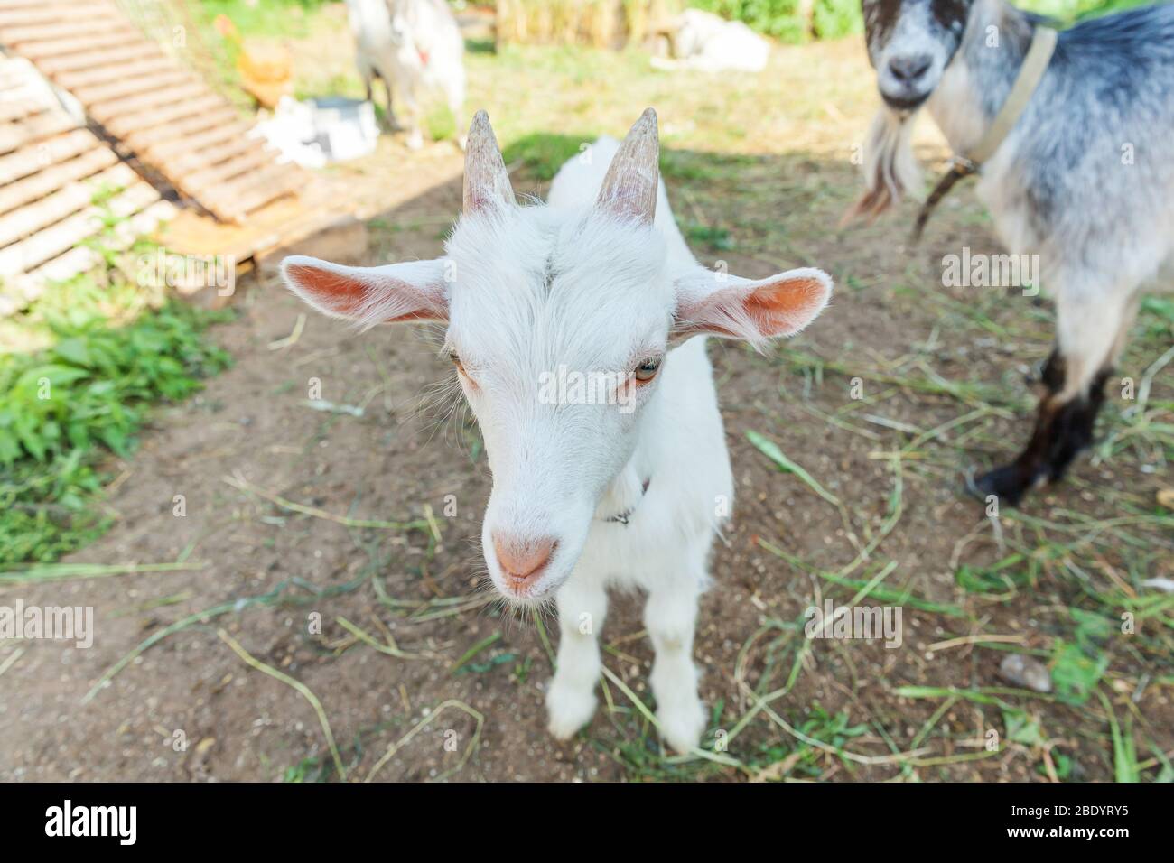 Cute young baby goat relaxing in ranch farm in summer day. Domestic ...