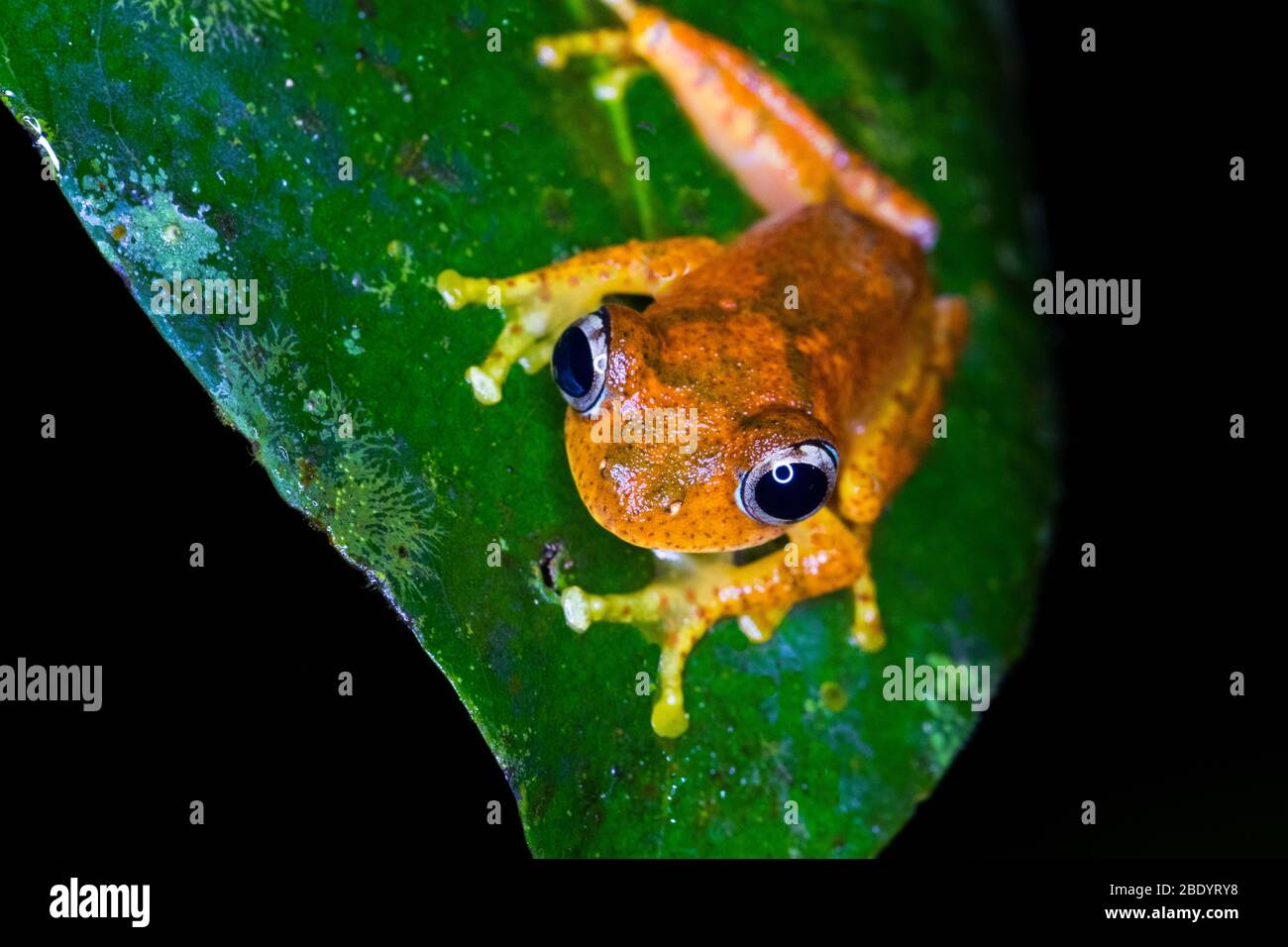 Amphibian close up hi-res stock photography and images - Alamy