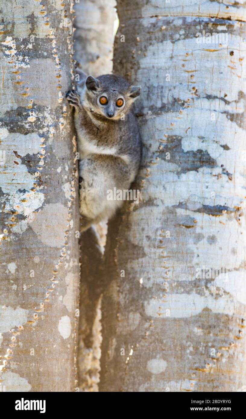 White-footed sportive lemur (Lepilemur leucopus) in tree, Madagascar ...