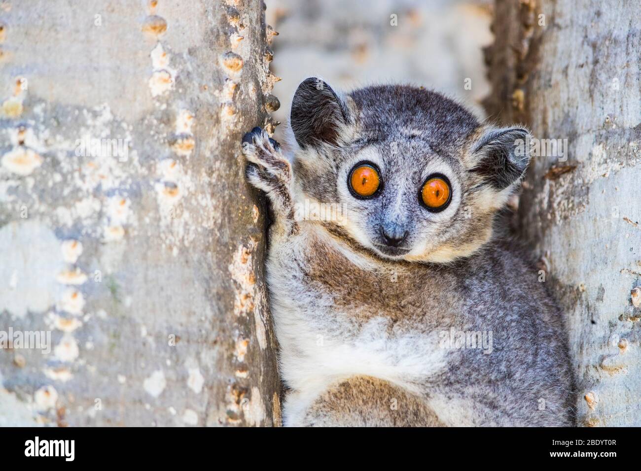 Endangered tree species hi-res stock photography and images - Alamy