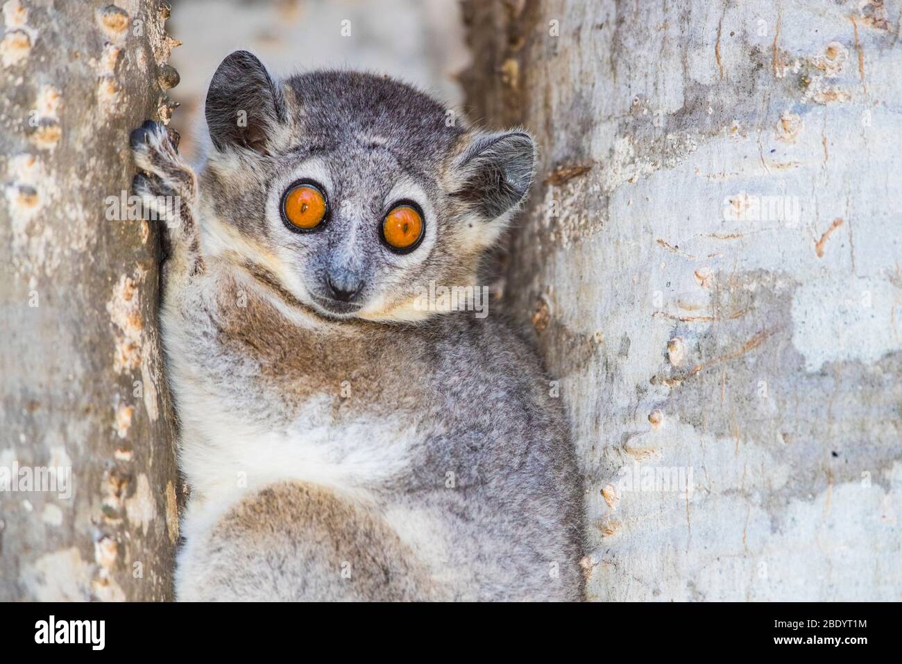 Lepilemur leucopus hi-res stock photography and images - Alamy