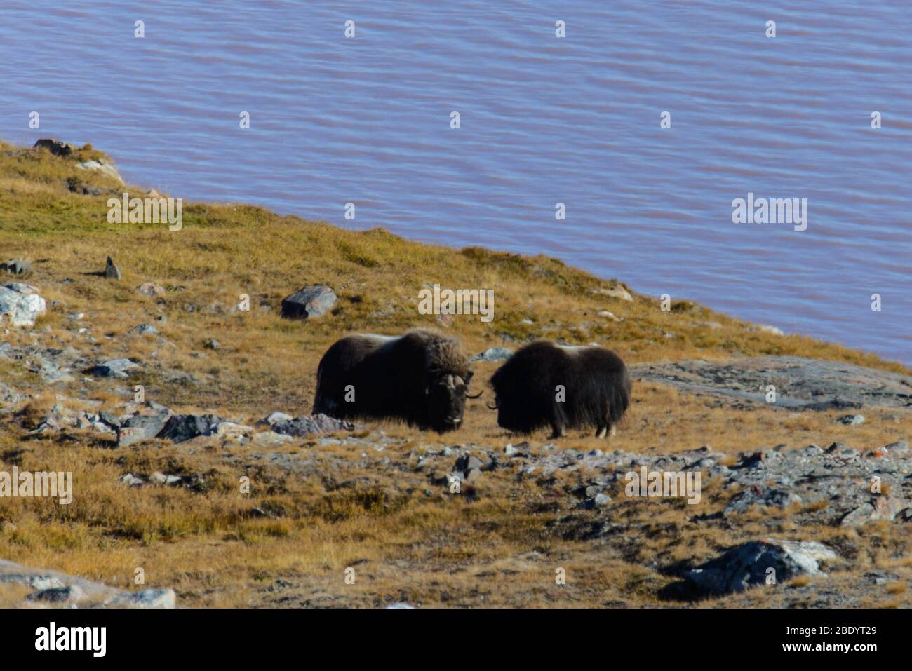 Muskox (Ovibos moschatus) in Greenland tundra Stock Photo - Alamy