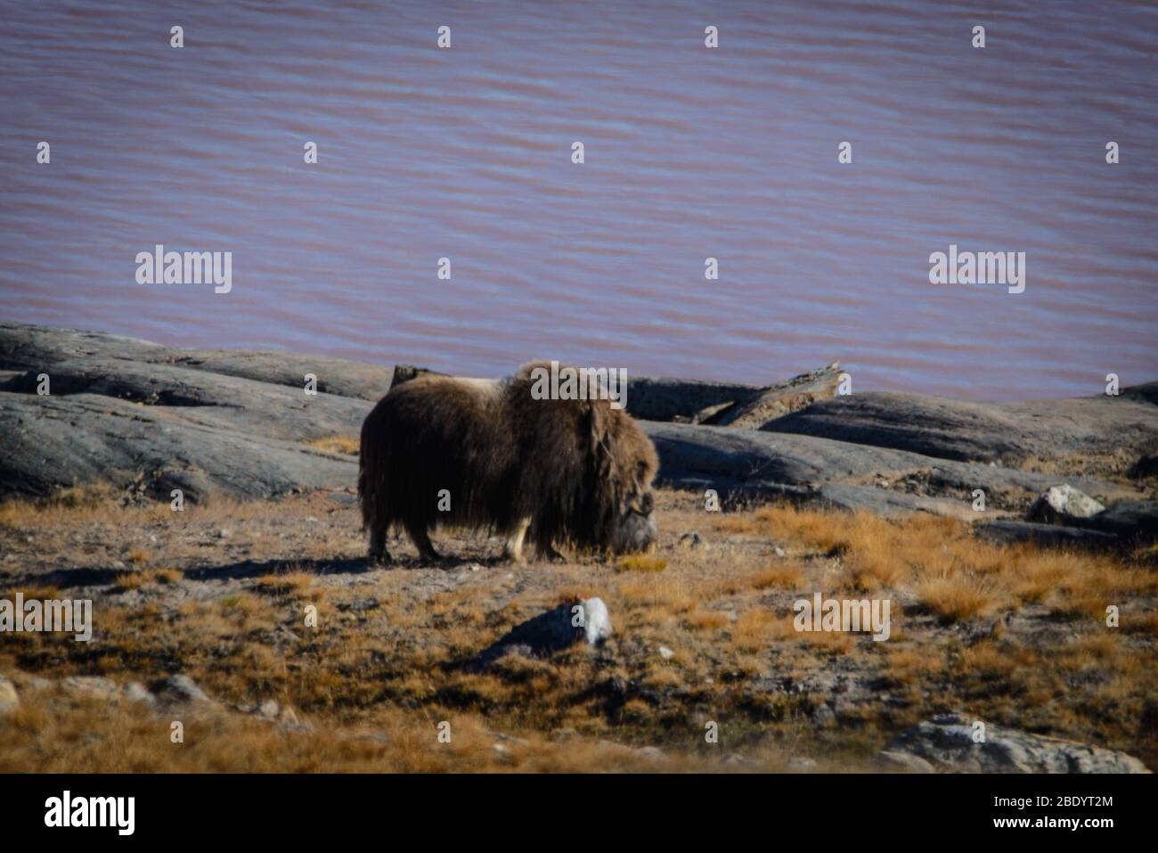 Muskox (Ovibos moschatus) in Greenland tundra Stock Photo - Alamy