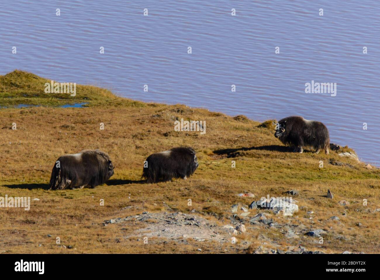 Muskox (Ovibos moschatus) in Greenland tundra Stock Photo - Alamy