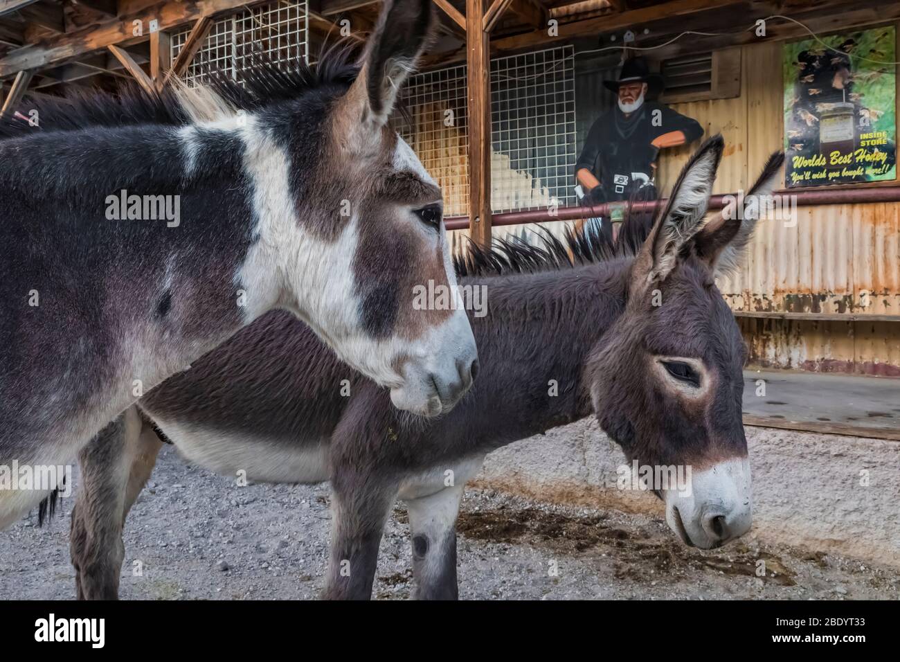 Burros, descendents of those from the old gold mining days, coexist ...