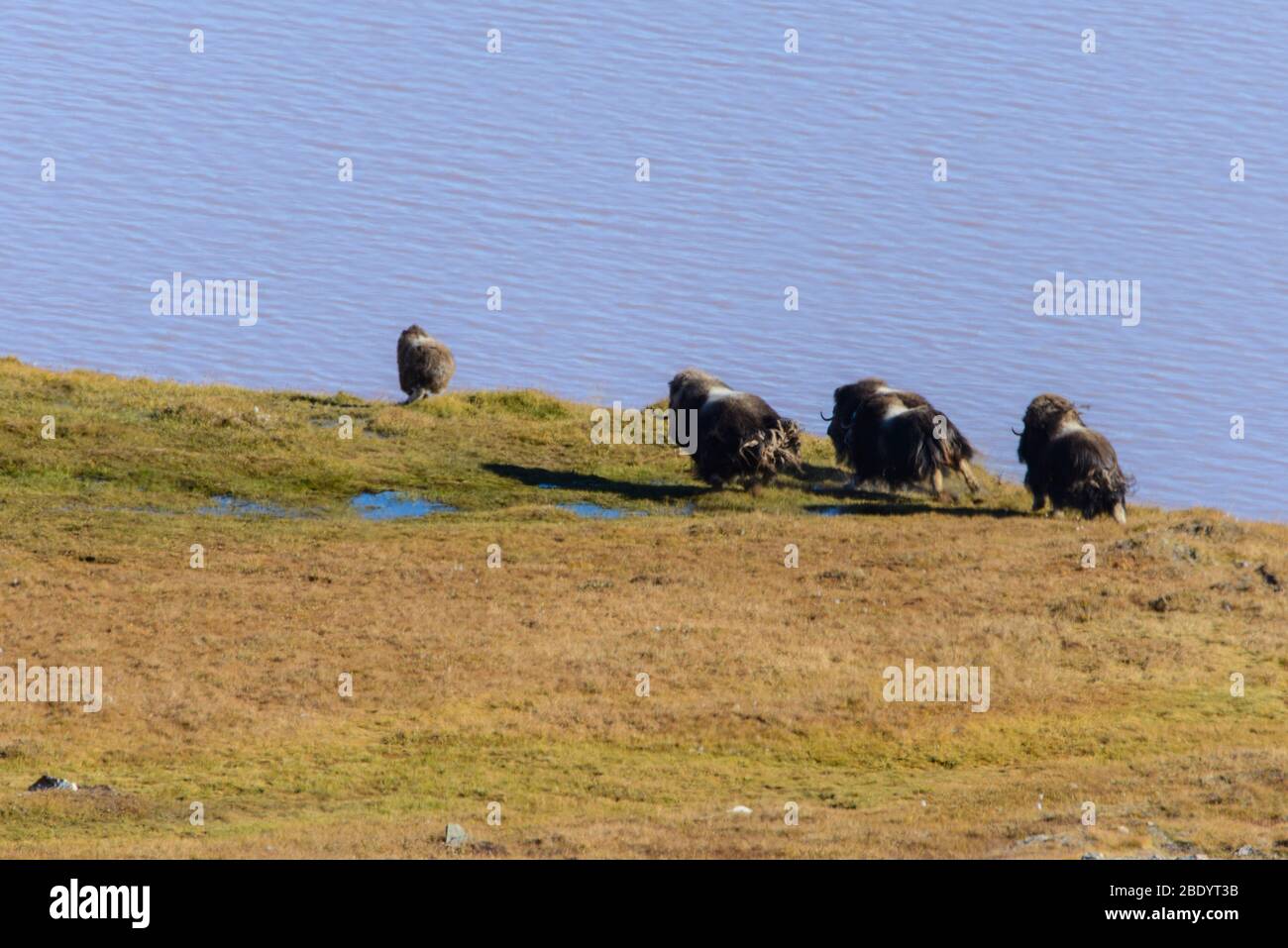 Muskox (Ovibos moschatus) in Greenland tundra Stock Photo - Alamy