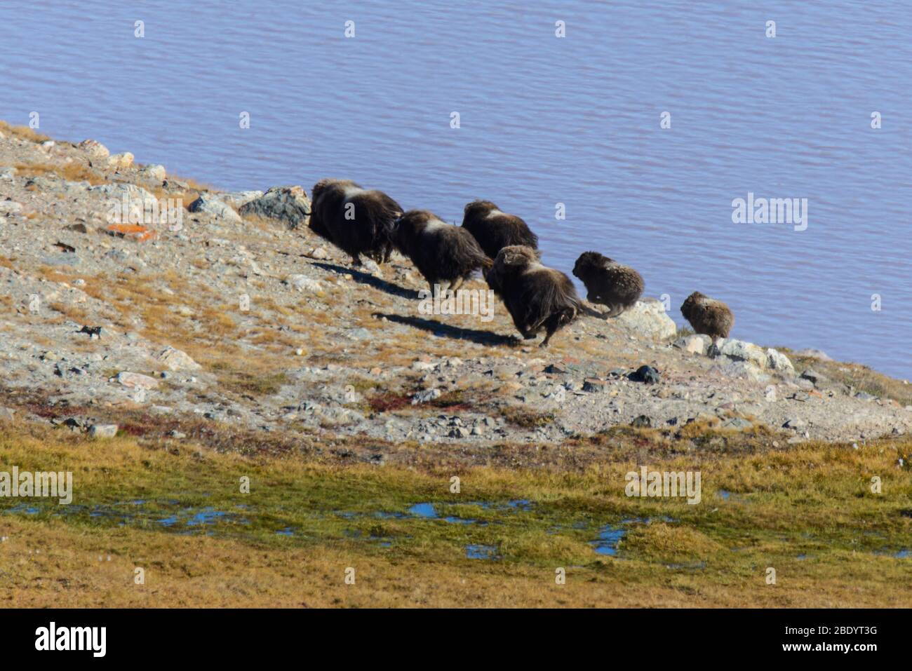 Muskox (Ovibos moschatus) in Greenland tundra Stock Photo - Alamy