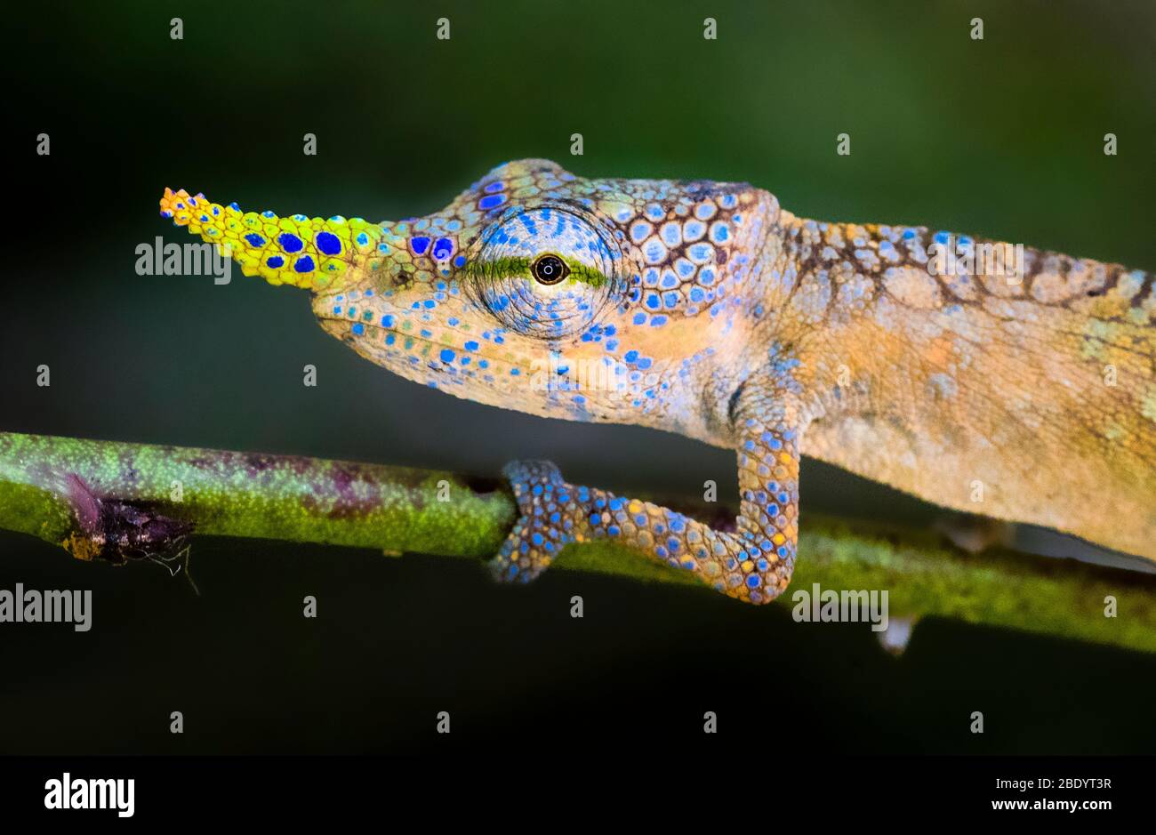 Lance-nosed chameleon (Calumma gallus), Madagascar Stock Photo - Alamy